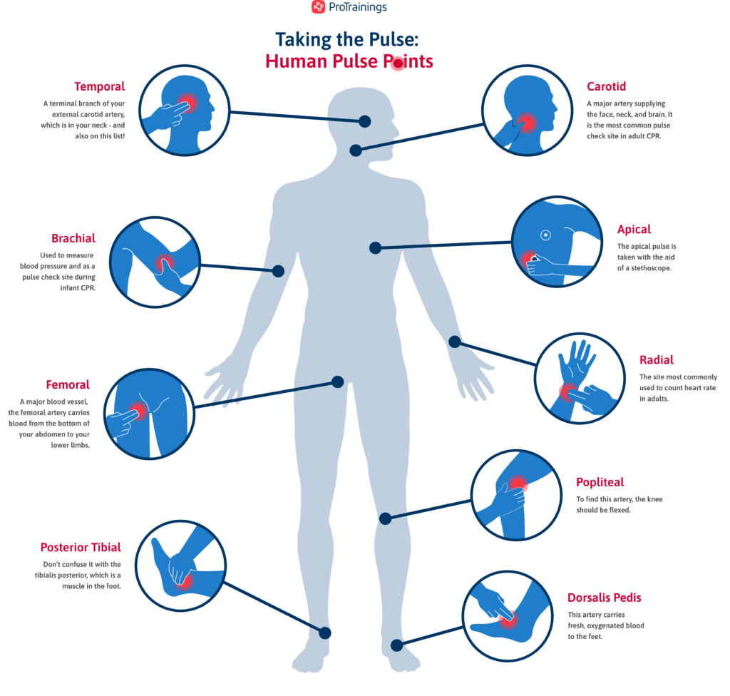 Where When And How To Find The Brachial Pulse Protrainings