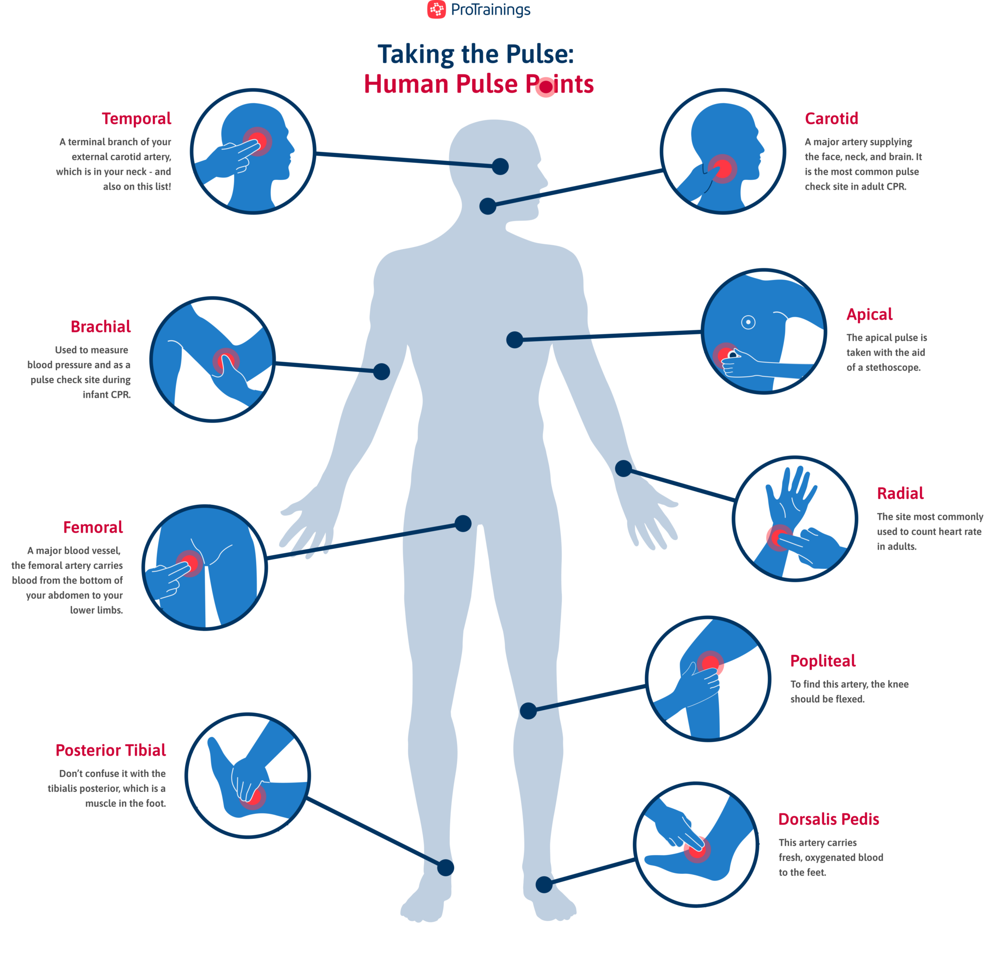 Where, When & How to Find the Brachial Pulse | ProTrainings