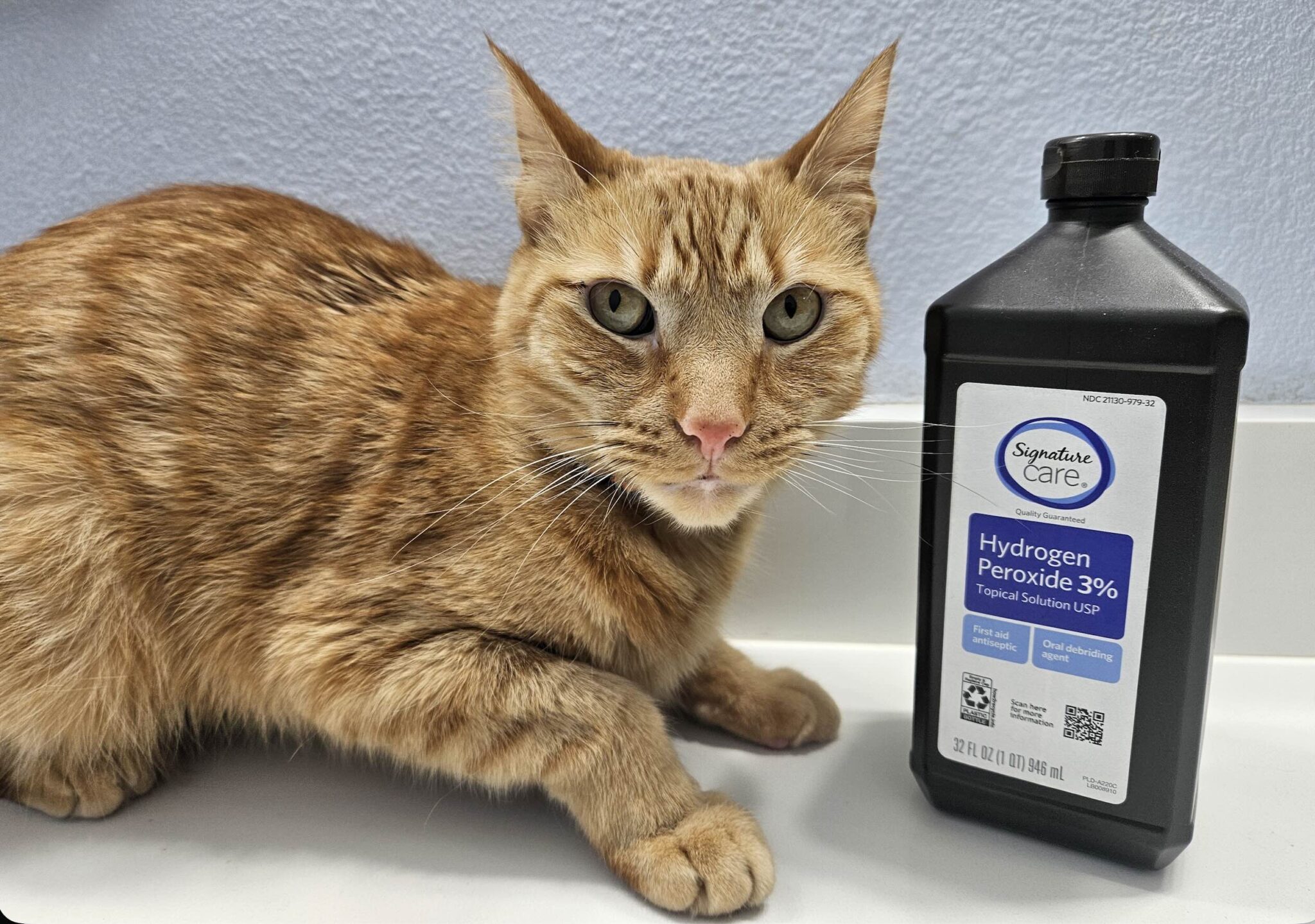 Never Induce Vomiting in Cats Using Hydrogen Peroxide — ProTrainings